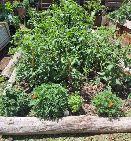 Life Pruning – A Practical Walk